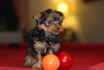 Dana’s Yorkies